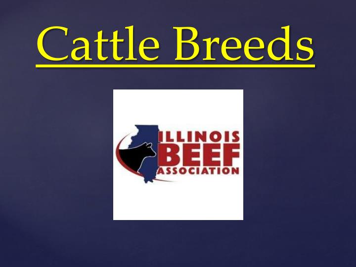 PPT - Cattle Breeds PowerPoint Presentation, free download - ID:3274422