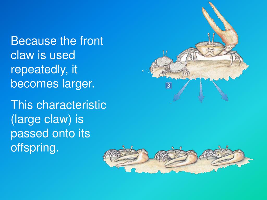 PPT - Exploring Darwin's Theory of Evolution: From Natural Selection to ...