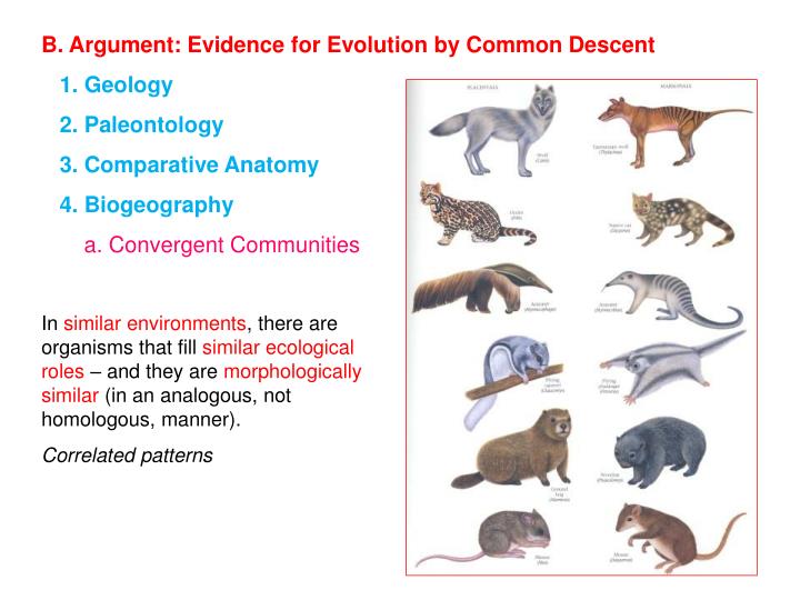PPT - B. Argument: Evidence for Evolution by Common Descent 1. Geology ...