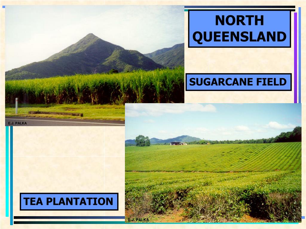 PPT - THE AUSTRAL REALM (FOCUS ON AUSTRALIA) PowerPoint Presentation ...