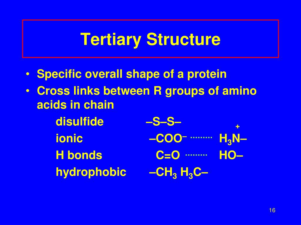 PPT - Amino Acids Proteins, and Enzymes PowerPoint Presentation, free ...