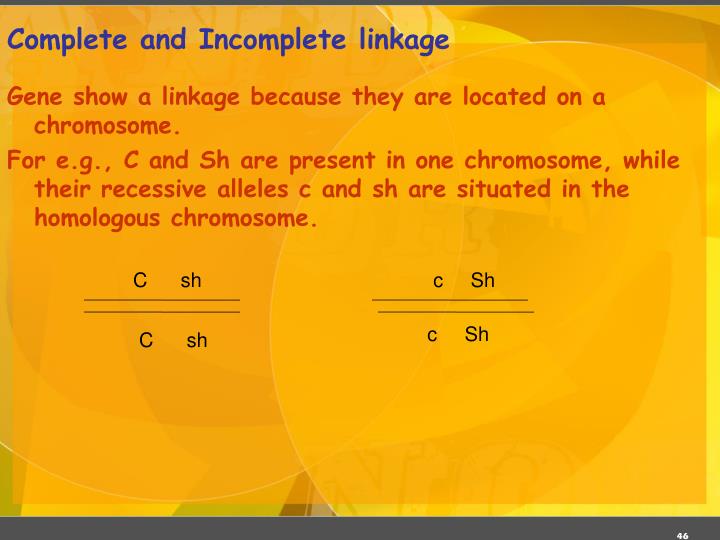 PPT - Mendelelian Genetics PowerPoint Presentation - ID:3276125