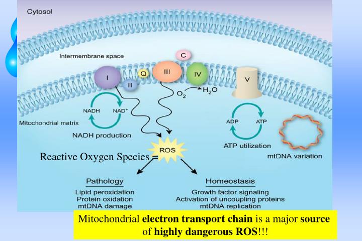 PPT - NEW ASPECTS INTO THE CHEMISTRY OF COENZYME Q10 FAMILY MEMBERS ...
