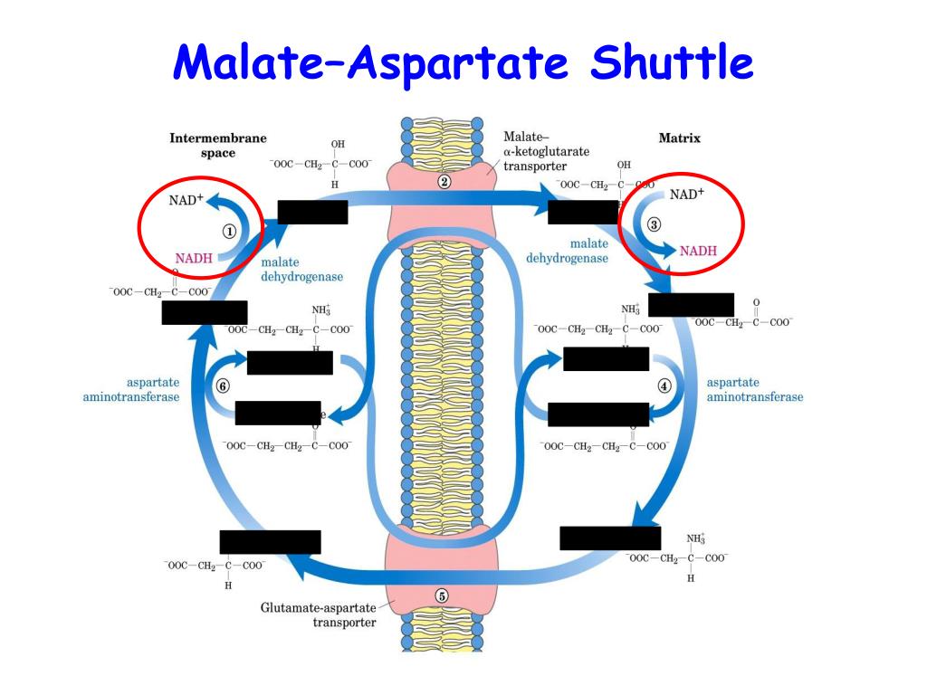 PPT Electron Transport Chain PowerPoint Presentation Free Download PPT Electron Transport Chain PowerPoint Presentation Free Download