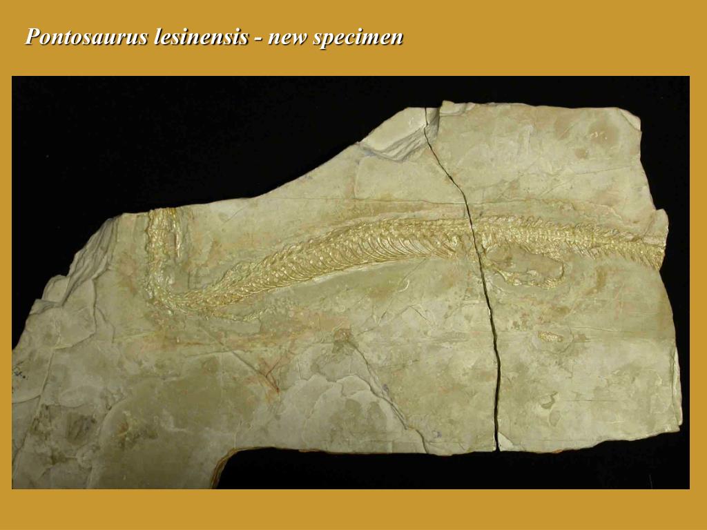 PPT - Hunting for 95 million year old lizards and snakes on the island ...