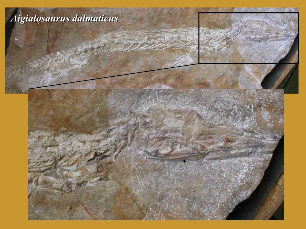 PPT - Hunting for 95 million year old lizards and snakes on the island ...