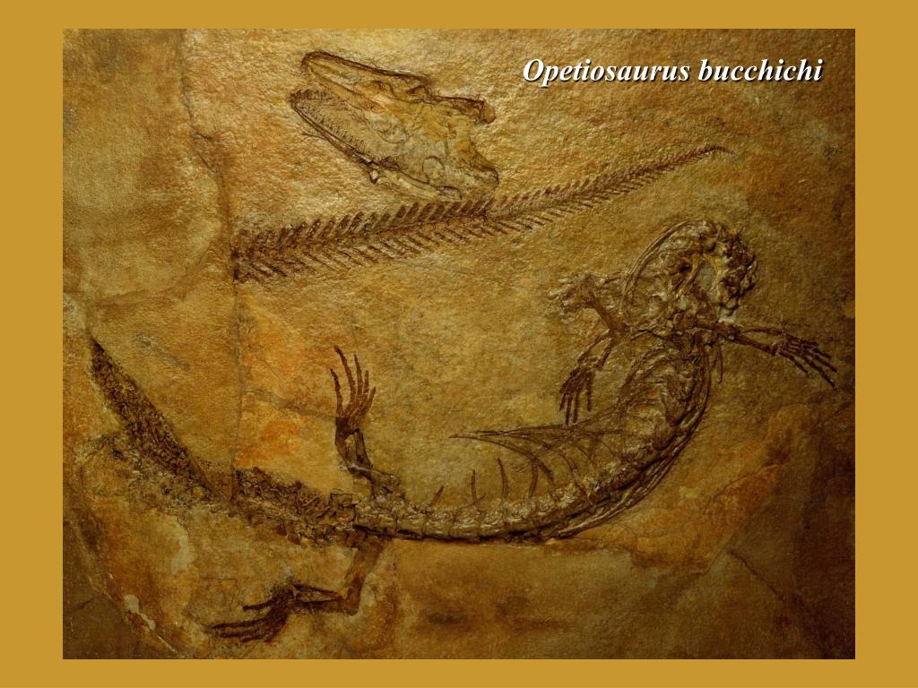 PPT - Hunting for 95 million year old lizards and snakes on the island ...