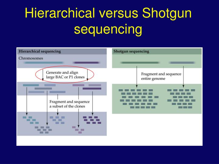 PPT - Sanger Dideoxy sequencing PowerPoint Presentation - ID:3277609
