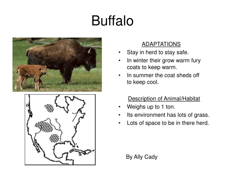 PPT - Buffalo PowerPoint Presentation, free download - ID:3277997