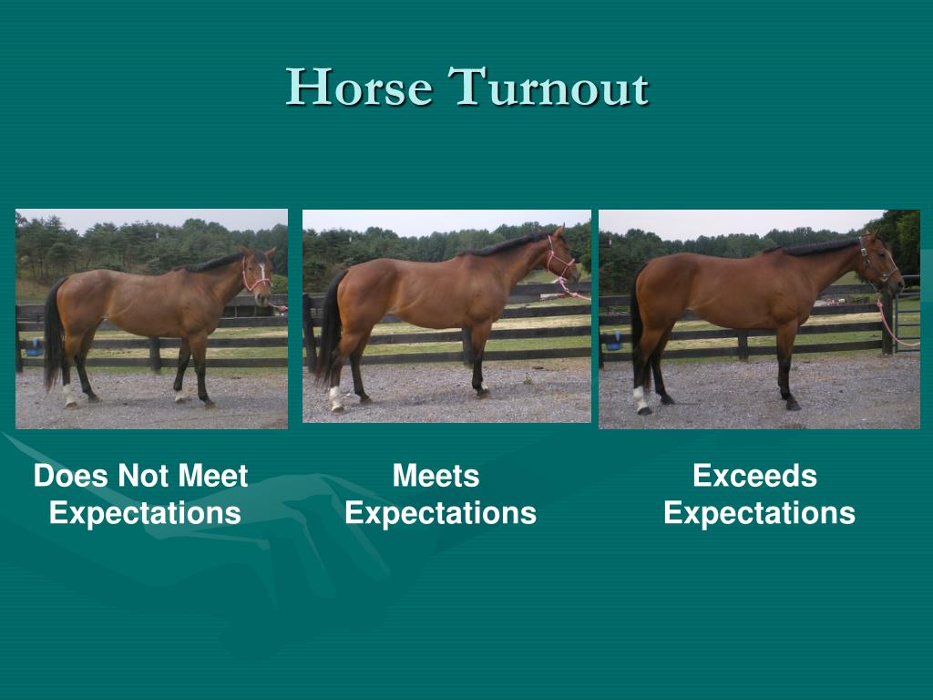 PPT - Maryland 4-H Horsemanship Standards Riding Levels 1 - 2 ...