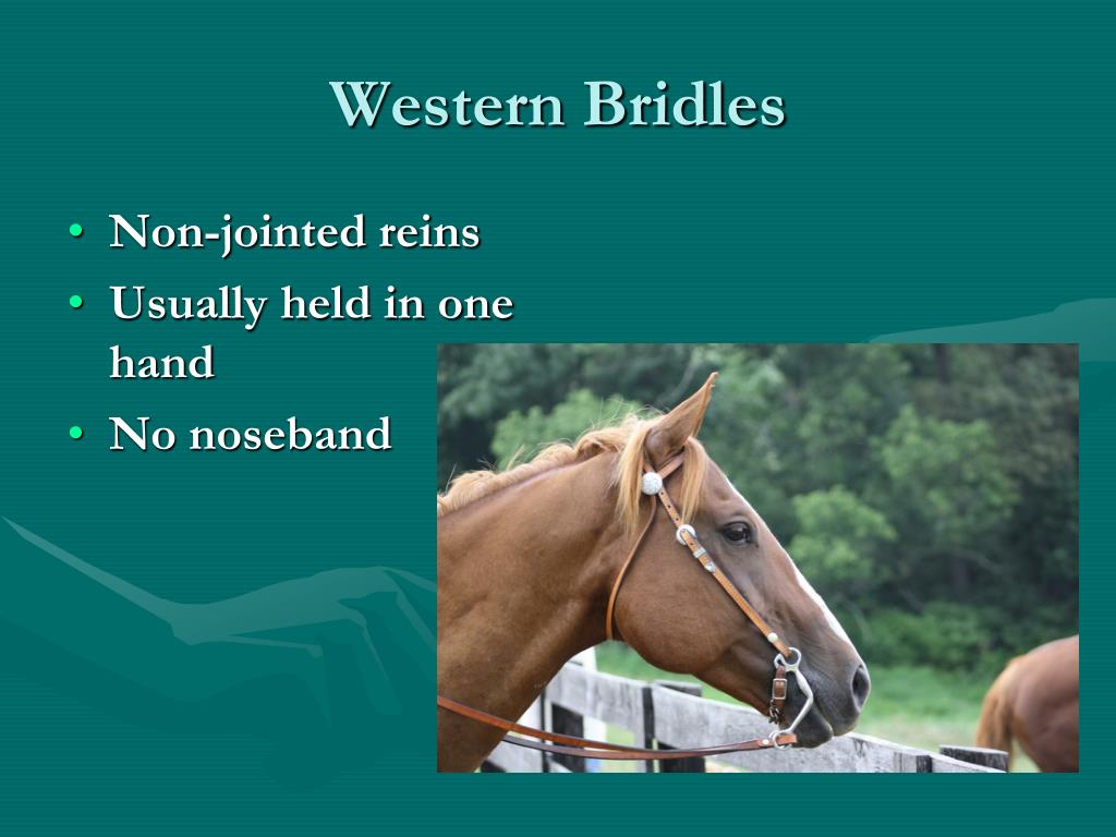 PPT - Maryland 4-H Horsemanship Standards Riding Levels 1 - 2 ...