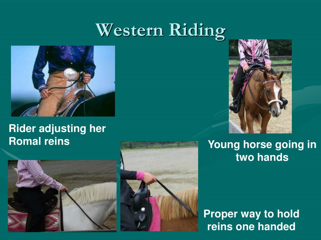 PPT - Maryland 4-H Horsemanship Standards Riding Levels 1 - 2 ...