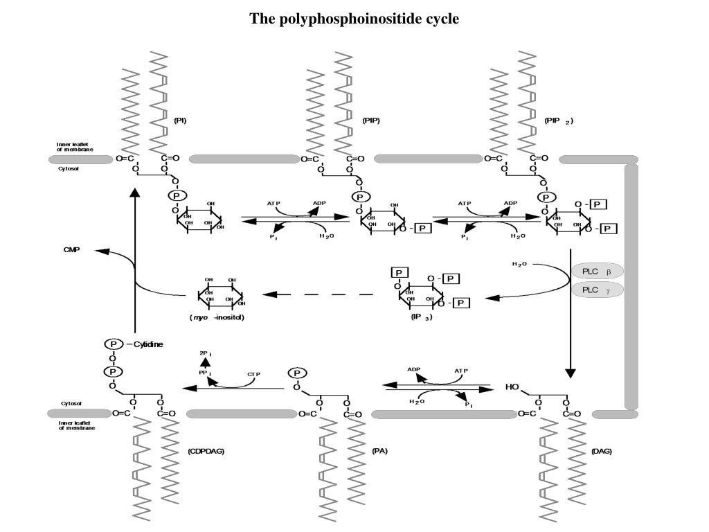 PPT - DRUG-MEMBRANE INTERACTIONS Holm Holmsen Department of Biomedicine ...