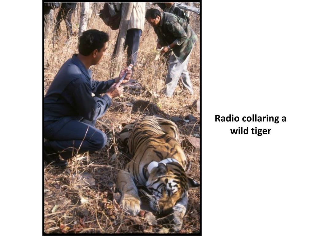 PPT - STUDY ABROAD COURSE Wildlife Management & Conservation in India ...