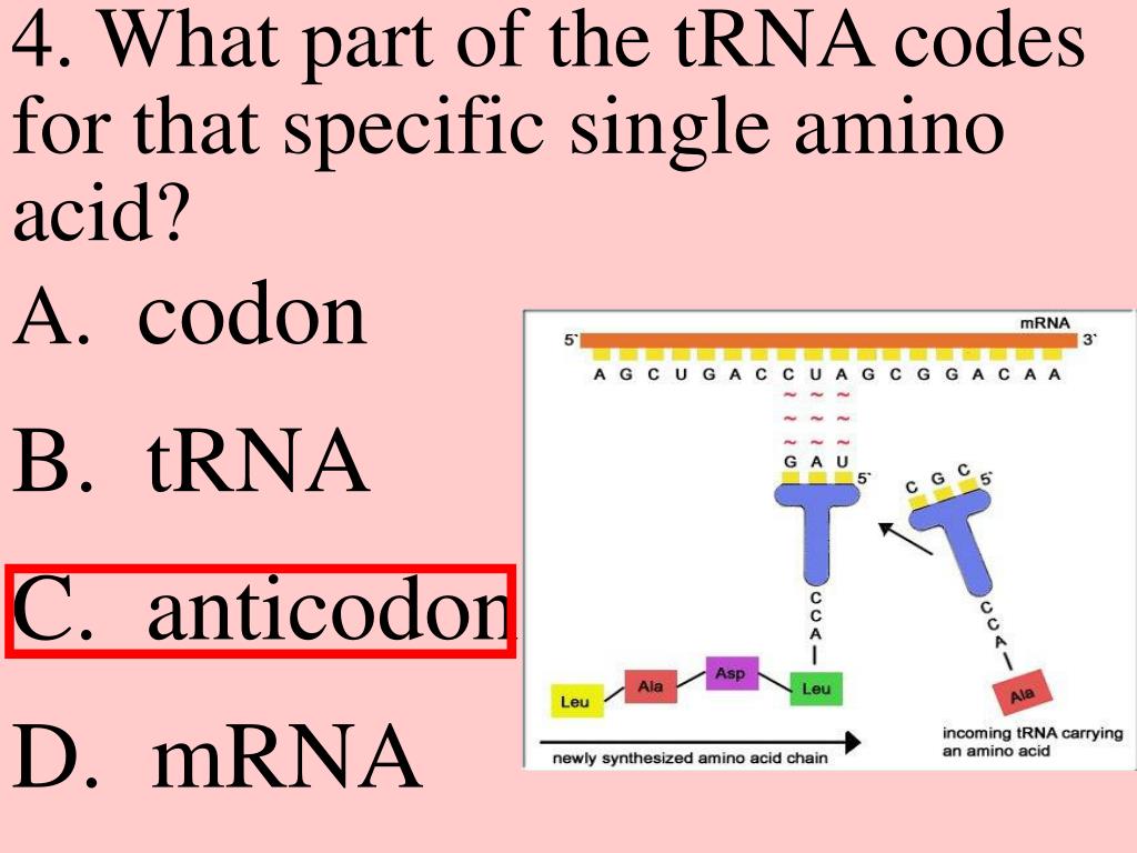PPT - FL #25 tRNA’s Role in Protein Synthesis PowerPoint Presentation ...
