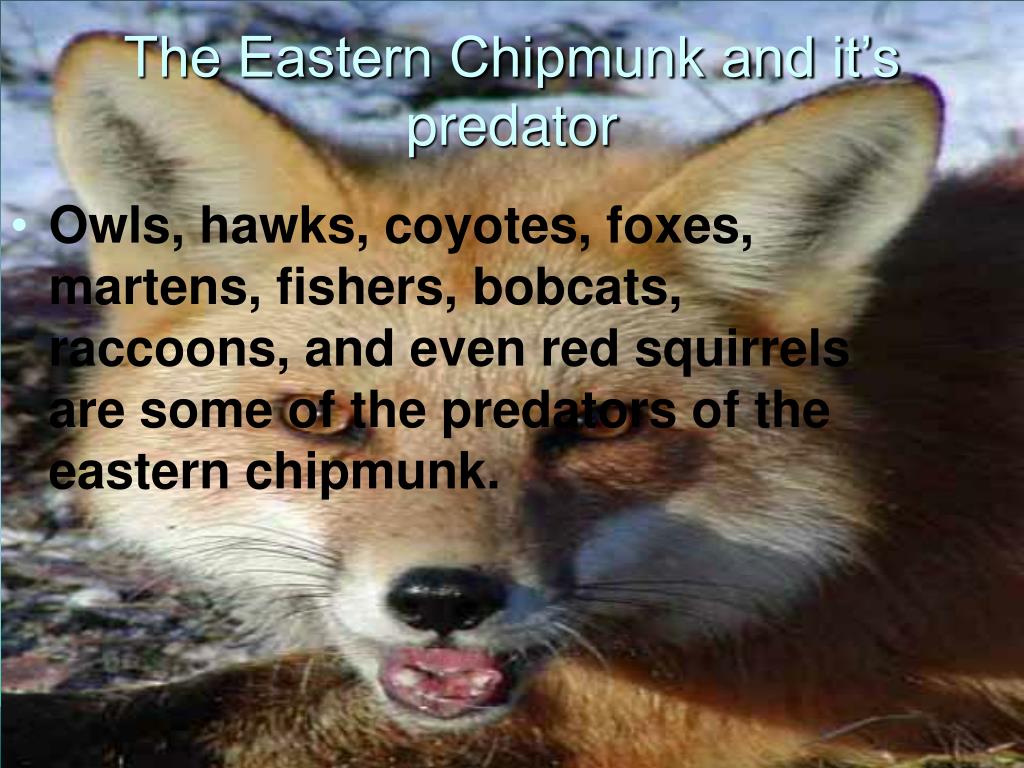 PPT - Eastern Chipmunks (Tamias striatus) PowerPoint Presentation, free ...