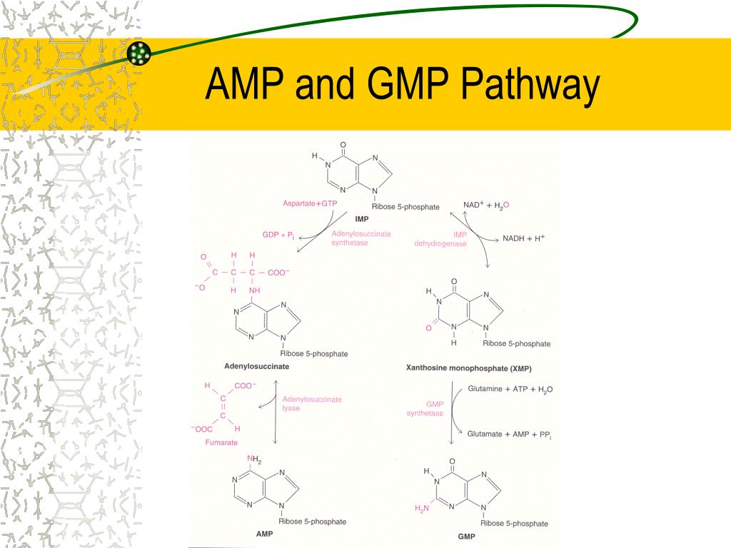 PPT - Nucleic Acid Metabolism Robert F. Waters, PhD PowerPoint ...