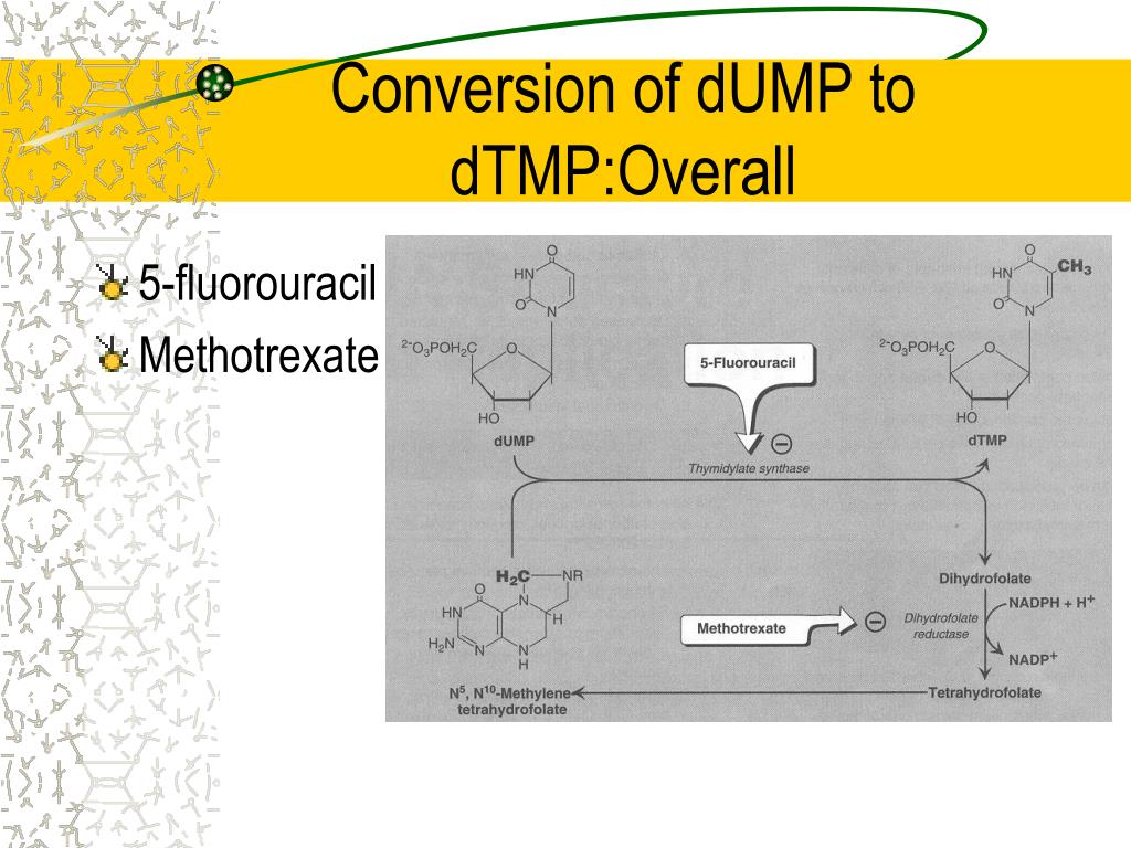 PPT - Nucleic Acid Metabolism Robert F. Waters, PhD PowerPoint ...