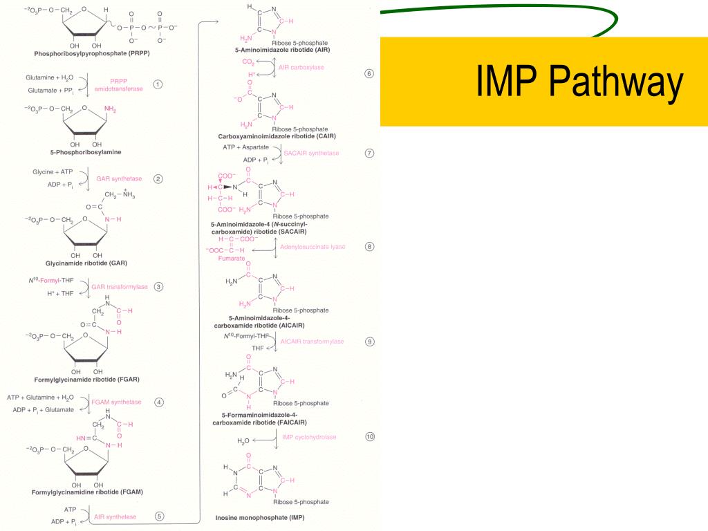 PPT - Nucleic Acid Metabolism Robert F. Waters, PhD PowerPoint ...