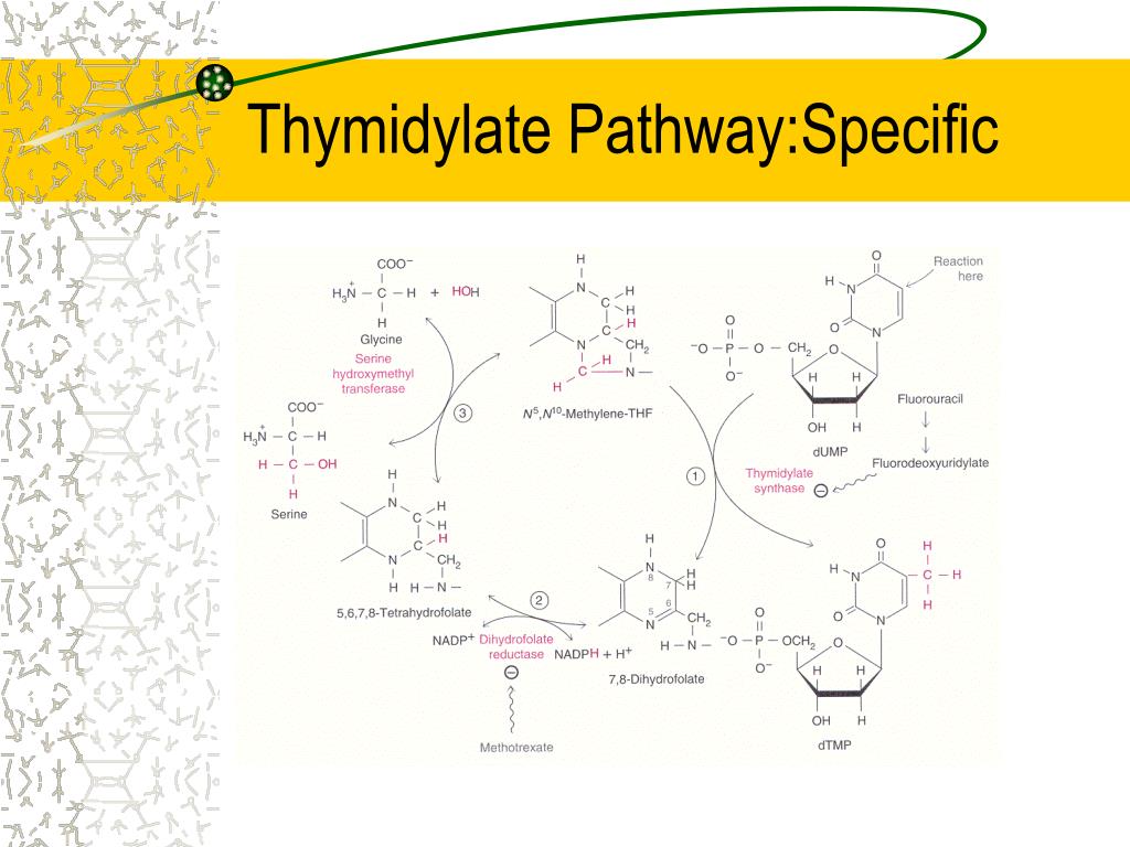 PPT - Nucleic Acid Metabolism Robert F. Waters, PhD PowerPoint ...