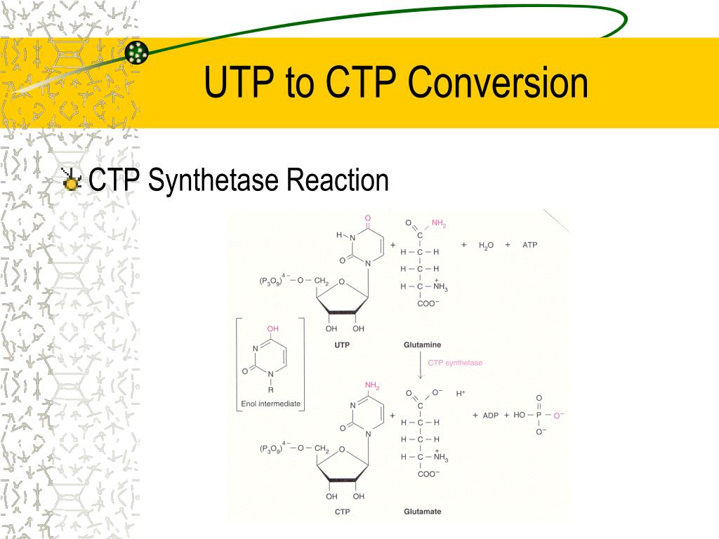 PPT - Nucleic Acid Metabolism Robert F. Waters, PhD PowerPoint ...