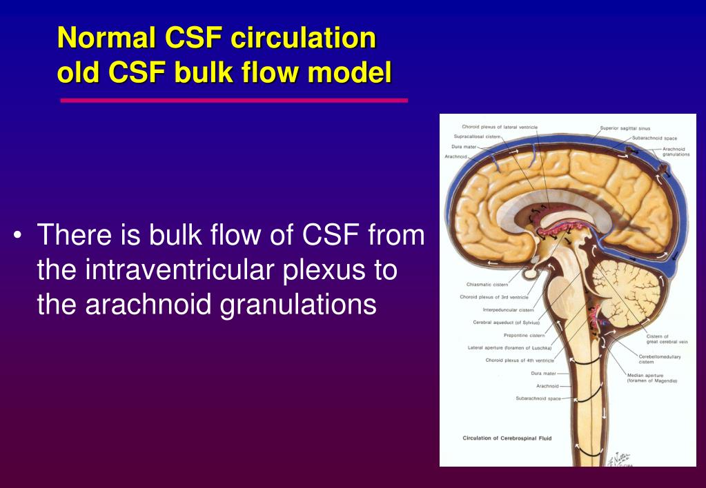 PPT - Dan Greitz Dept. of Neuroradiology Karolinska University Hospital ...