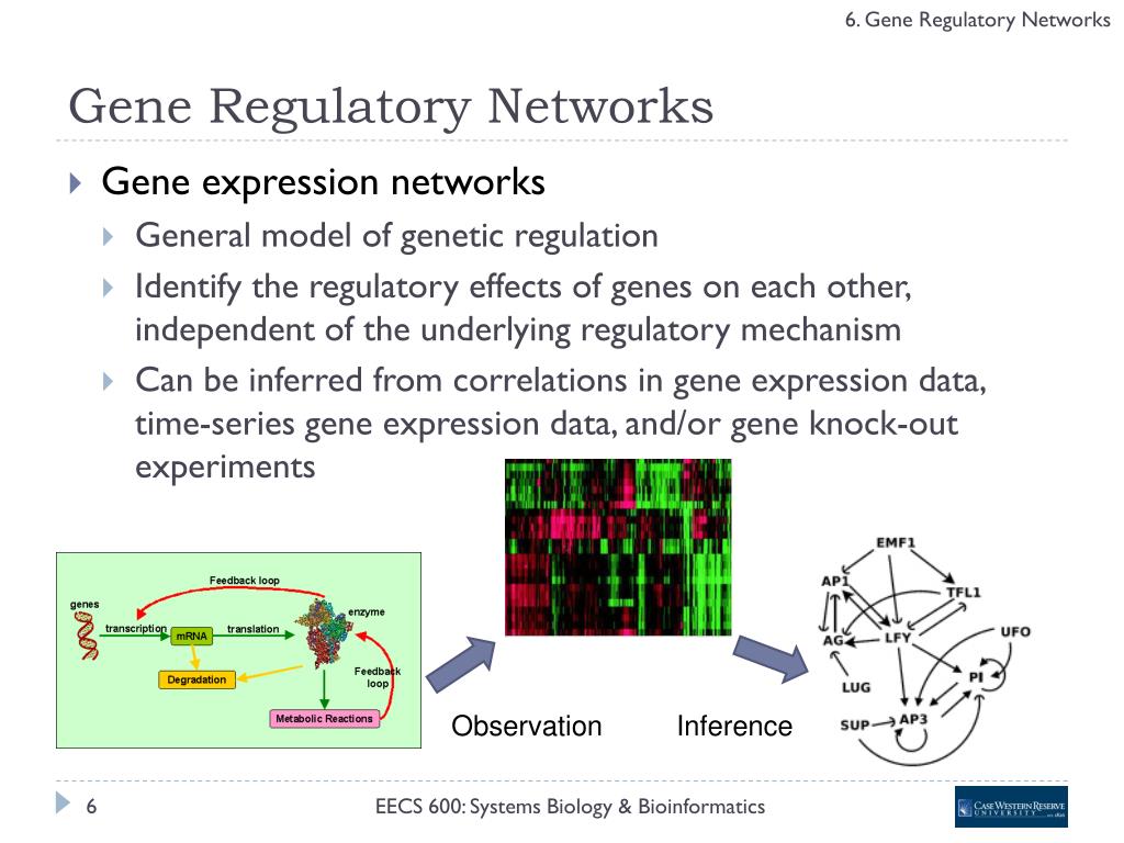 PPT - 6. Gene Regulatory Networks PowerPoint Presentation, free ... PPT - 6. Gene Regulatory Networks PowerPoint Presentation, free ...