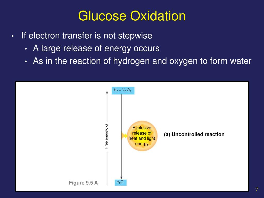 PPT - Cellular Respiration: Harvesting Chemical Energy PowerPoint ...
