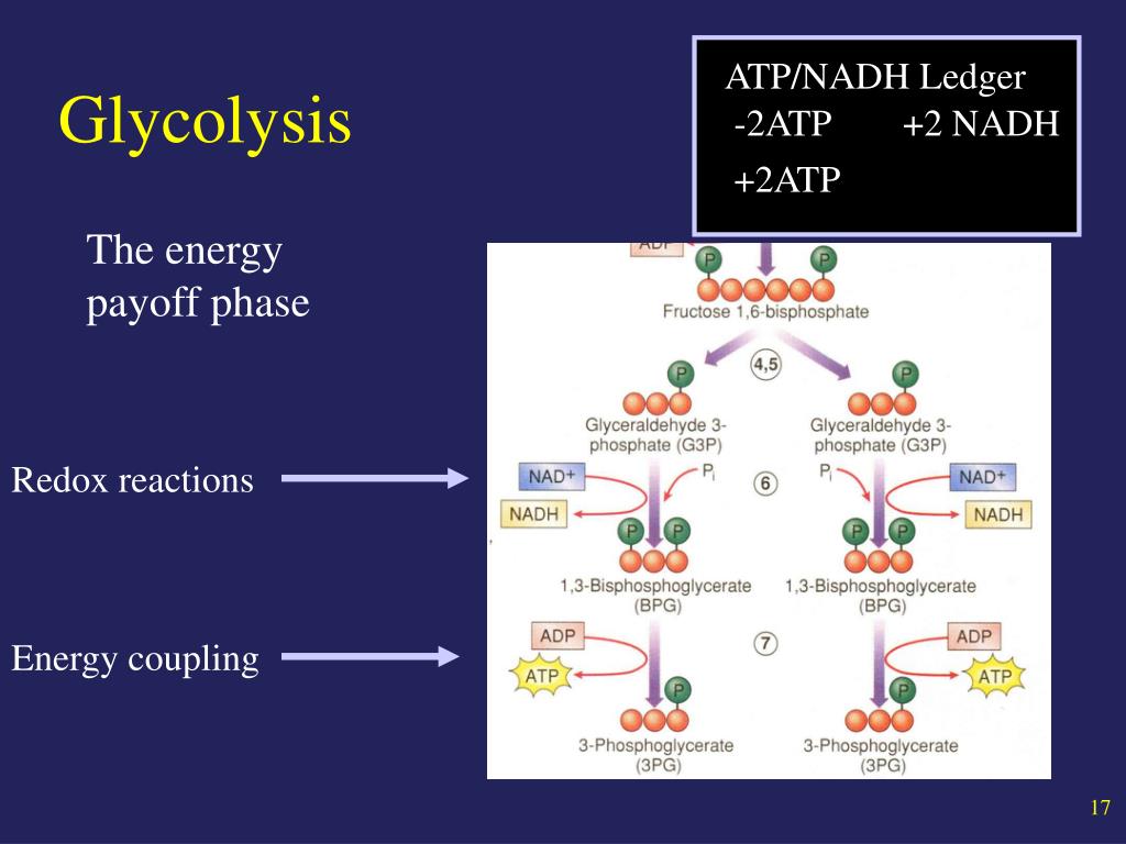 PPT - Cellular Respiration: Harvesting Chemical Energy PowerPoint ...