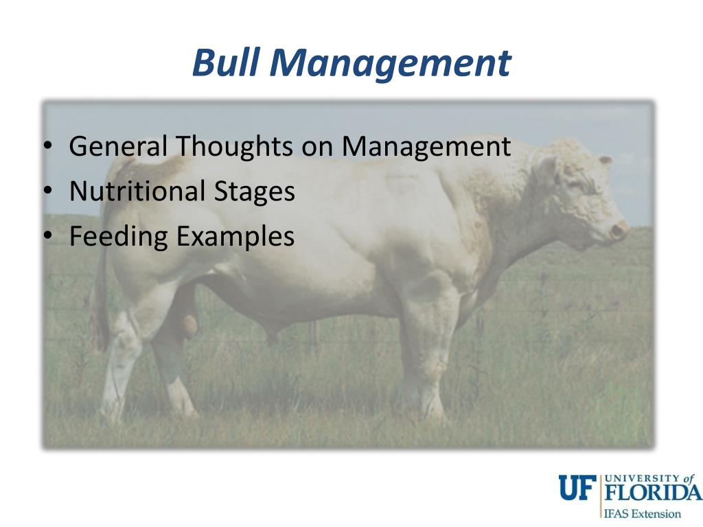 PPT - Bull Management for Commercial Producers PowerPoint Presentation ...