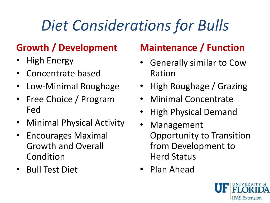 PPT - Bull Management for Commercial Producers PowerPoint Presentation ...