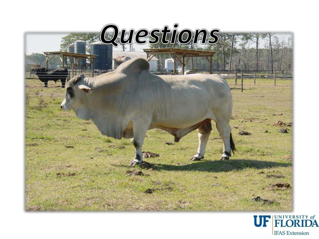 PPT - Bull Management for Commercial Producers PowerPoint Presentation ...