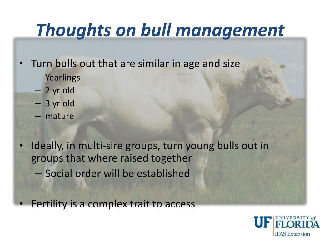 PPT - Bull Management for Commercial Producers PowerPoint Presentation ...