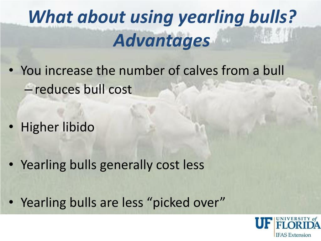 PPT - Bull Management for Commercial Producers PowerPoint Presentation ...