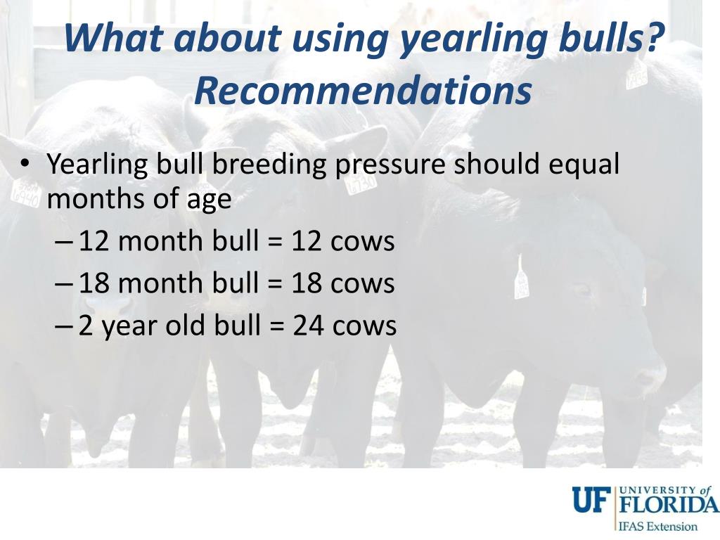 PPT - Bull Management for Commercial Producers PowerPoint Presentation ...