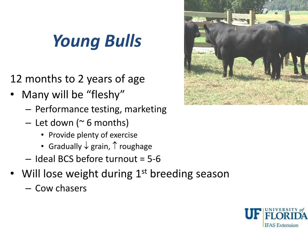 PPT - Bull Management for Commercial Producers PowerPoint Presentation ...