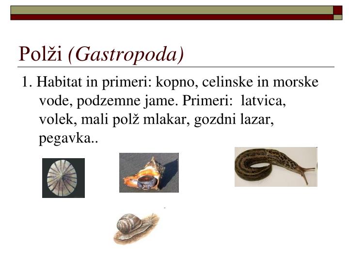PPT - Mehkužci (Mollusca) PowerPoint Presentation - ID:3281698