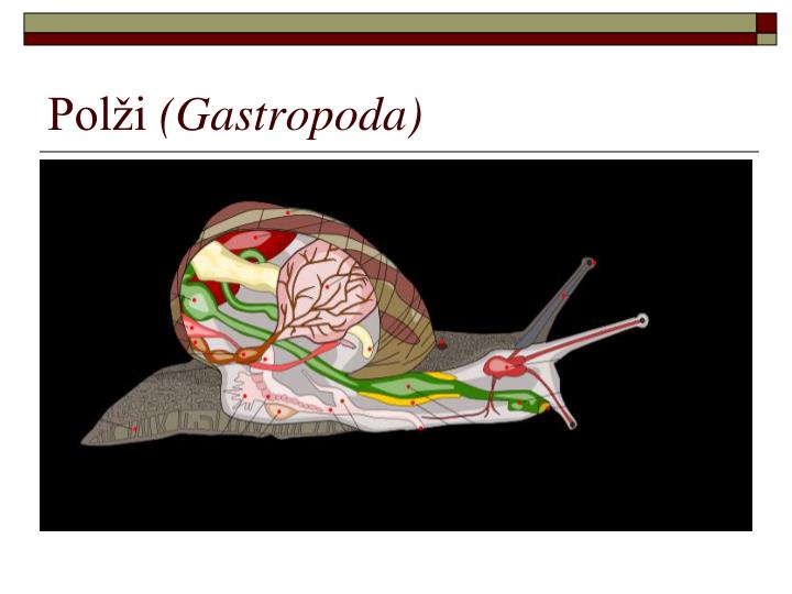 PPT - Mehkužci (Mollusca) PowerPoint Presentation - ID:3281698