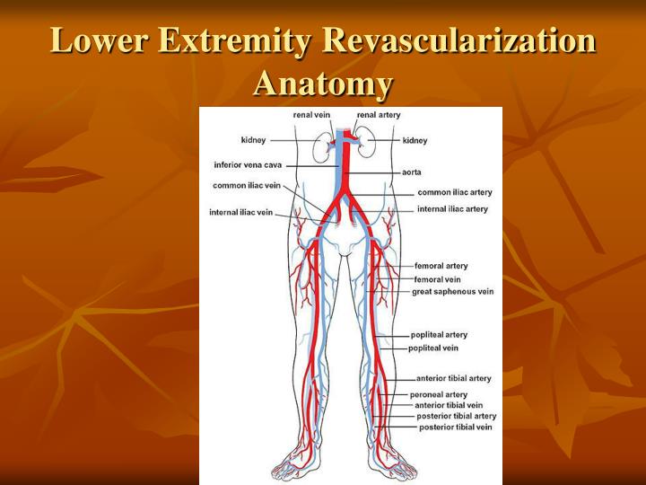 PPT - Vascular Surgery PowerPoint Presentation - ID:3282247