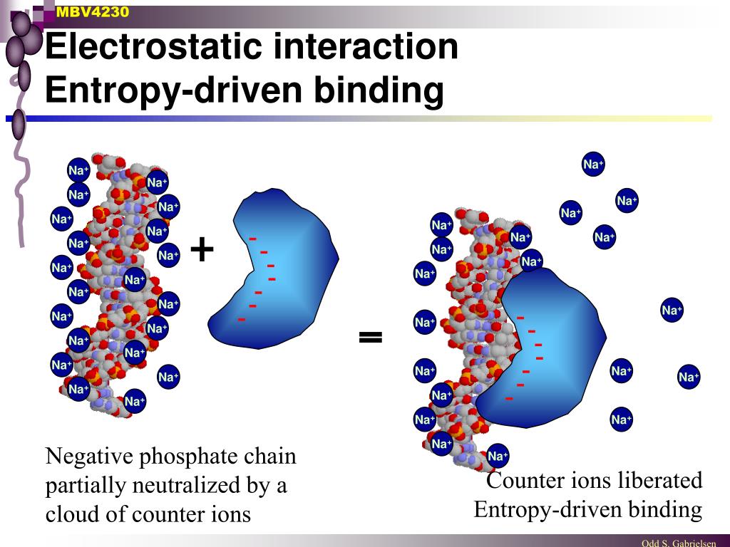 Ppt General Activators Protein Dna Interaction Powerpoint