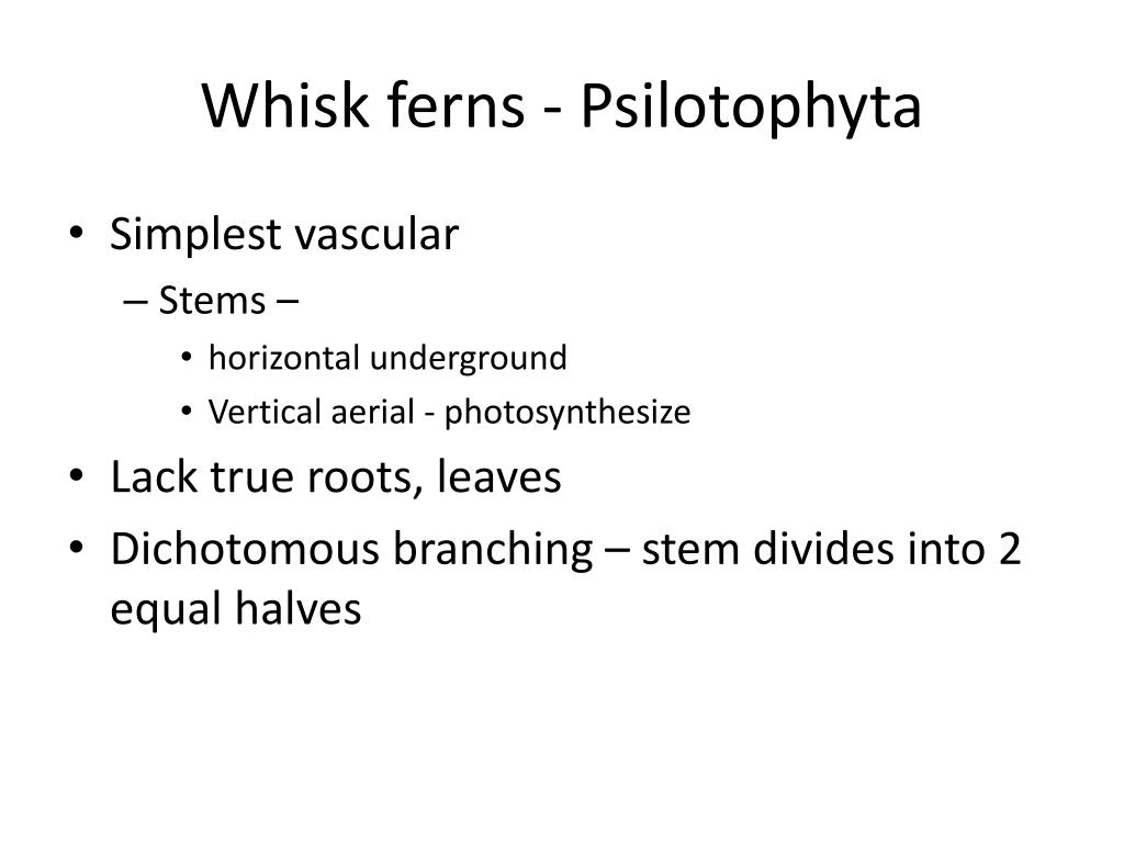 PPT - Chapter 26: The Plant Kingdom: Seedless Plants PowerPoint ...