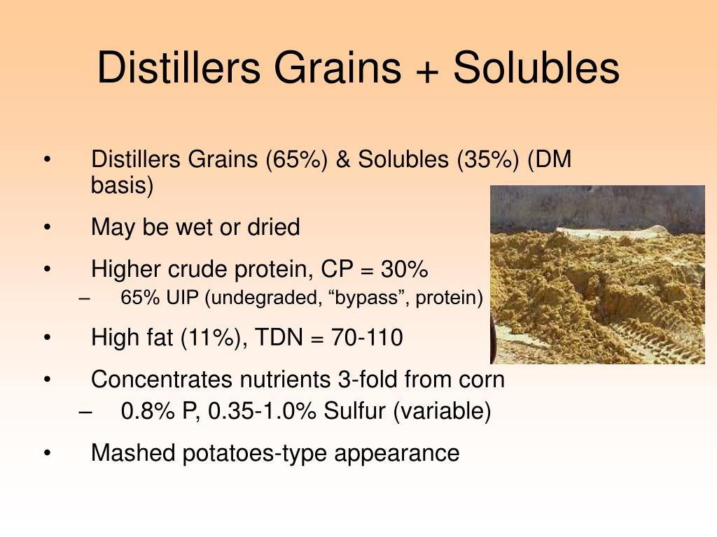 PPT - Feeding Corn Co-products in Dairy Herds PowerPoint Presentation ...