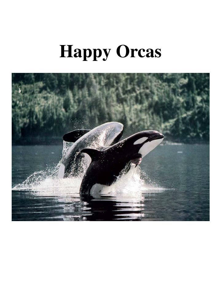 PPT - Happy Orcas PowerPoint Presentation, free download - ID:3283419