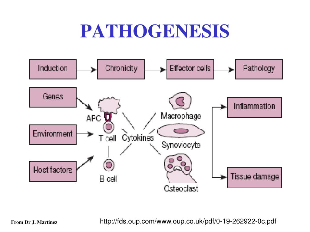 PPT - Immunology of endocrine diseases Aetiology BS936 autoimmunity ...