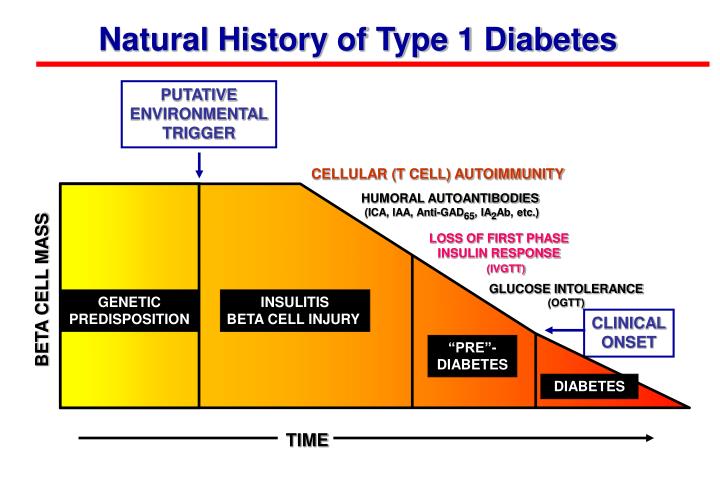 PPT - Natural History of Type 1 Diabetes PowerPoint Presentation - ID ...