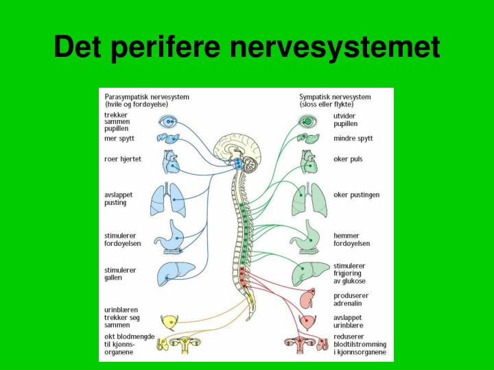 PPT - Nervesystemet PowerPoint Presentation - ID:3286329