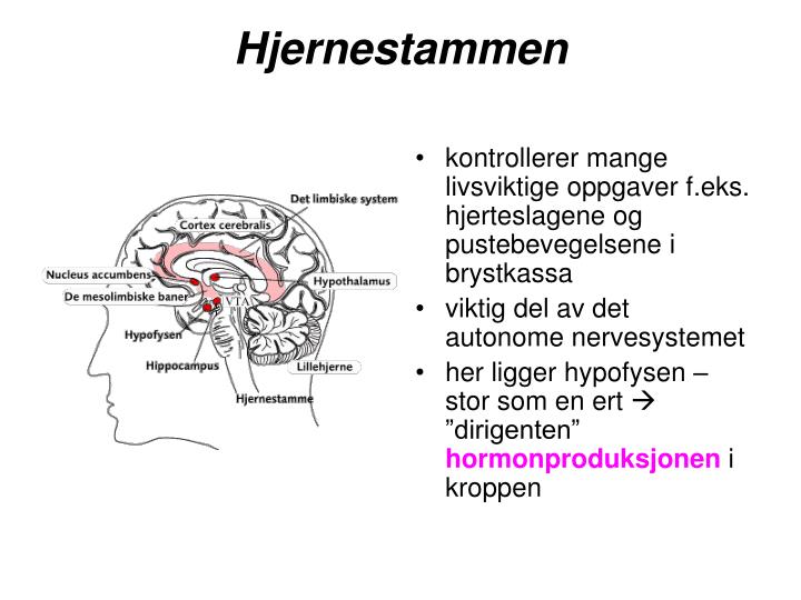 PPT - Nervesystemet PowerPoint Presentation - ID:3286329