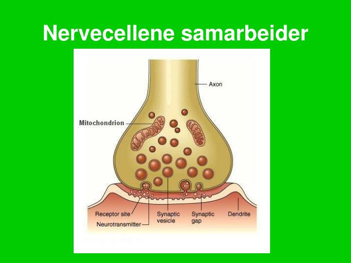 PPT - Nervesystemet PowerPoint Presentation - ID:3286329