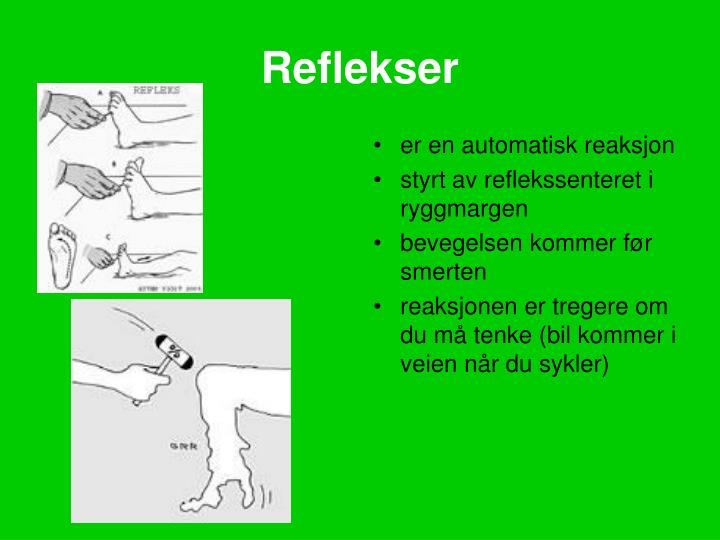 PPT - Nervesystemet PowerPoint Presentation - ID:3286329