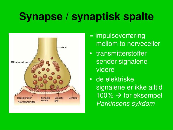 PPT - Nervesystemet PowerPoint Presentation - ID:3286329